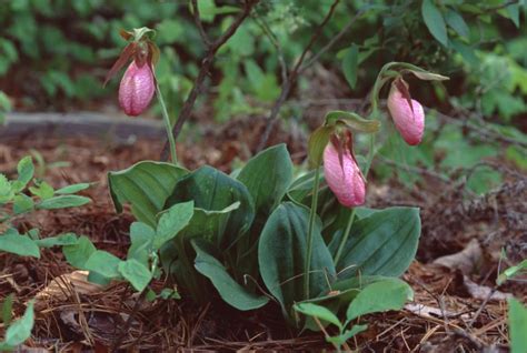 Ladys Slippers Legends Lore And How To Grow