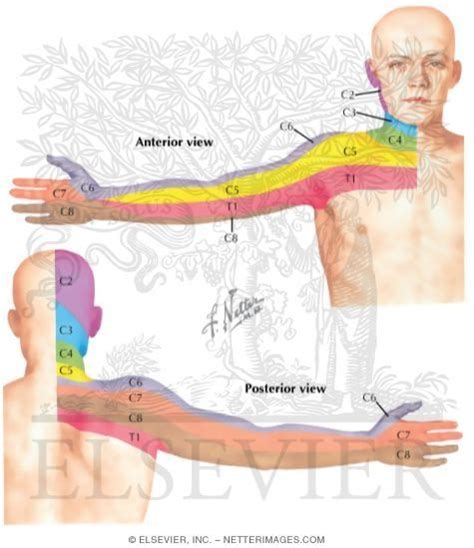 Dermal Segmentation Of Upper Limb Plexus Products Physical Therapy