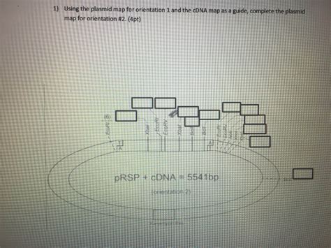 1 Using The Plasmid Map For Orientation 1 And The Chegg Com