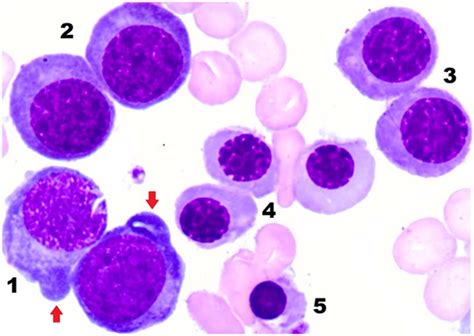 Portal Lab Seu Portal De Laboratório Clínico