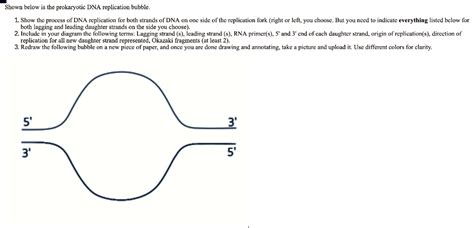 Shown Below Is The Prokaryotic Dna Replication Bubble Show The Process 0f Dna Replication For