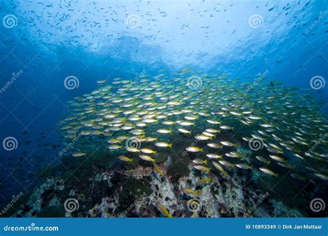 School Of Fish Over A Reef Stock Image Image Of Tropical 10893349