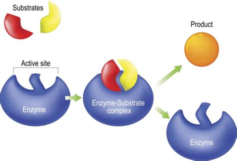What Is Substrate In Enzyme Key Examples