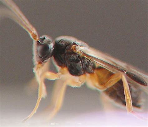 Parasitoid Bugguide Net