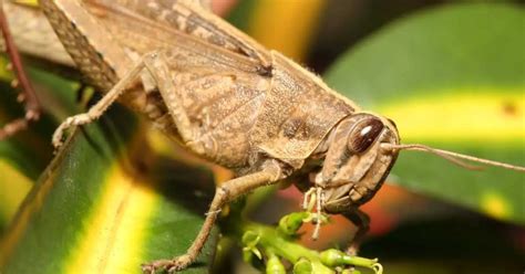 Grasshopper Behavior Animalbehaviorcorner