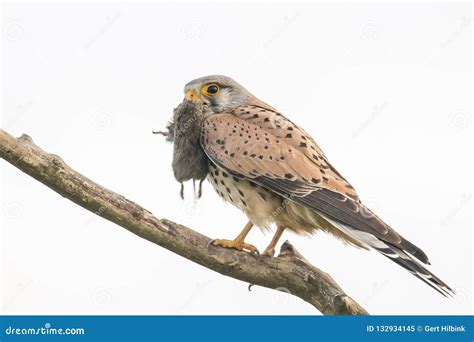 Kestrel Falco Tinnunculus Bird Of Prey Stock Image Image Of