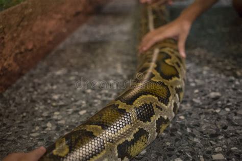 Danger Python Focus Selective Stock Image Image Of Hand Catch