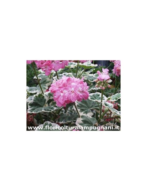 Pelargonium Chelsea Gem
