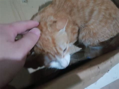 Qiang Deng On Linkedin Good Evening Everyone Have A Good Weekend Kittens Live In The Ordinary…