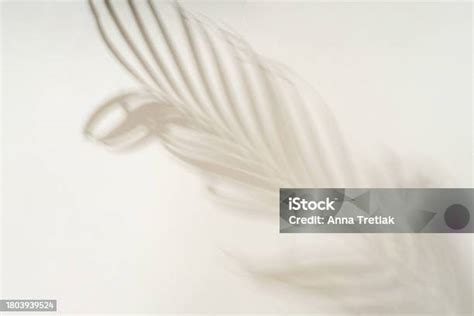 나뭇잎의 추상적인 그림자는 밝은 베이지색 콘크리트 벽의 질감에 그림자를 남깁니다 추상 질감 트렌디 한 베이지 색 배경 자연 개념 0명에 대한 스톡 사진 및 기타 이미지