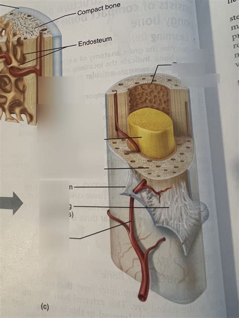 Inside The Bone Diagram Quizlet