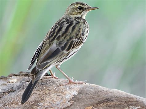 Rosy Pipit Ebird