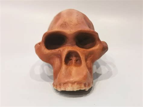Australopithecus Africanus Skull Replica Prehistoric Fossil Collection Realistic Hominid Skull