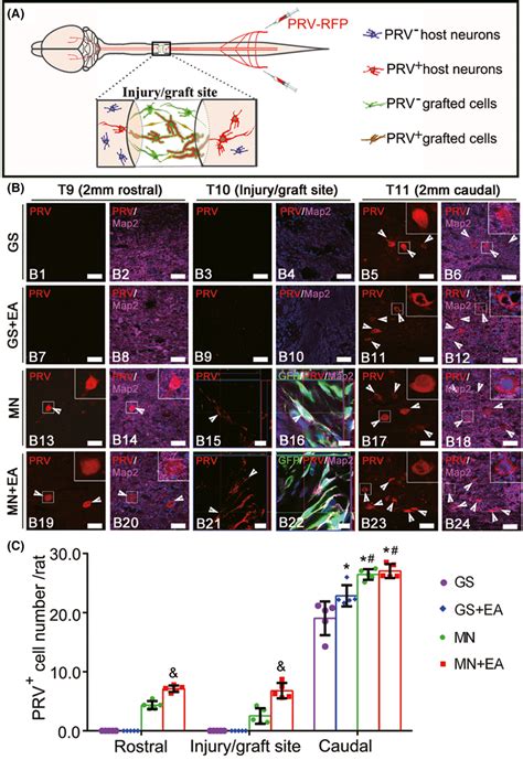 Pseudorabies Virus Prv Retrograde Transsynaptic Labeling Confirmed Download Scientific