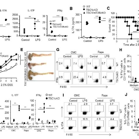 Mammalian Target Of Rapamycin Deletion Or Rapamycin Treatment Reversed Download Scientific