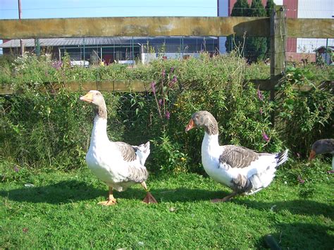 Pommerngänse Freiland Tiere De