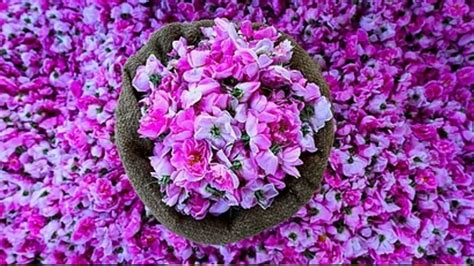 কাবার গিলাফ সুগন্ধিযুক্ত করতে ব্যবহার হয় যে গোলাপ