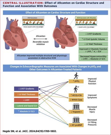 Impact Of Aficamten On Echocardiographic Cardiac Structure And Function