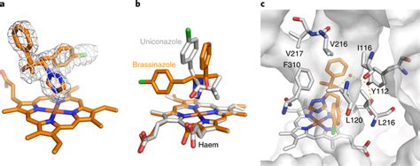 Crystal Structure Of Brassinazole Bound Cyp90b1 A Simulated Annealing Download Scientific