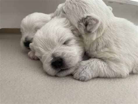 Вест Хайленд Вайт терєр 25 000 грн Собаки Львів на Olx