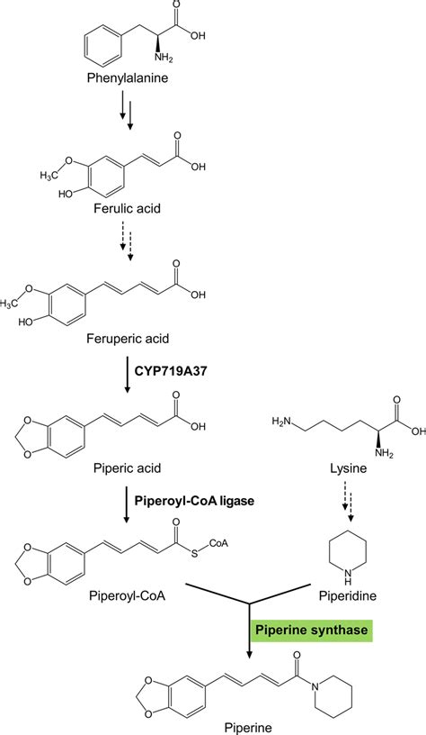Partly Hypothetical Pathway Of Piperine Biosynthesis In Black Pepper Download Scientific