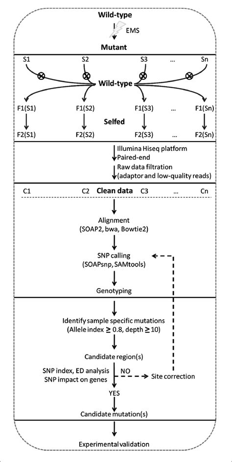 simultaneous identification of multiple mutations analysis pipeline