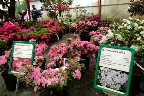 Рододендроны в Дании, Rhododendron-Haven - Флора Пассионис