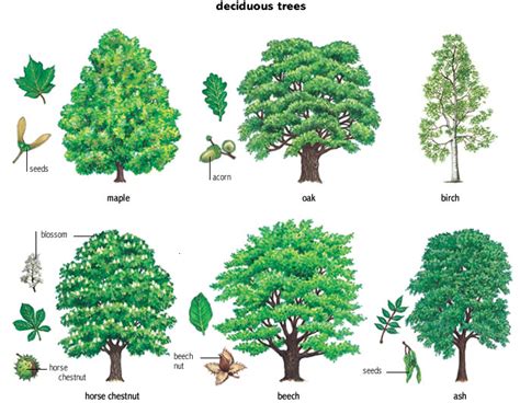 Types Of Deciduous Trees