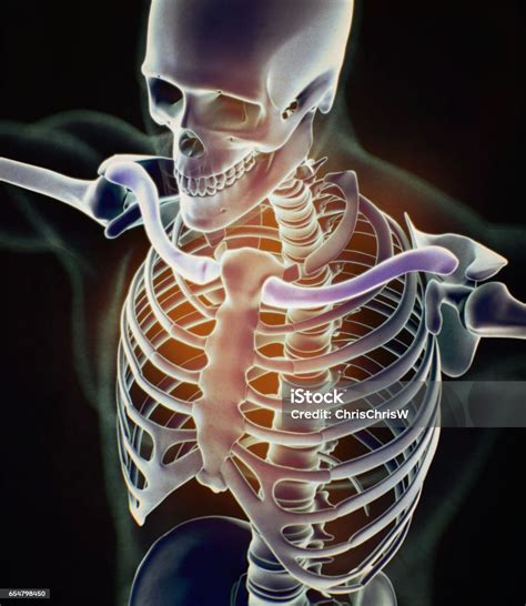 Xray Image Human Anatomy Torso Skeletal Structure Bones 3d Illustration