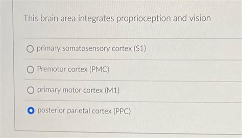 Solved This Brain Area Integrates Proprioception And Vision