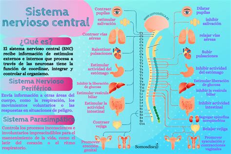 El Sistema Nervioso Central Somosdisc