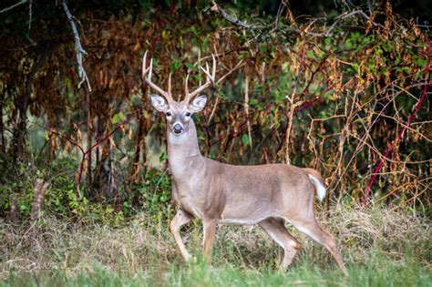 Venado De Cola Blanca Odocoileus Virginianus