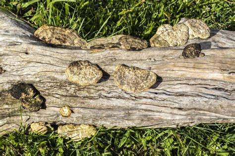 Wild Mushroom Grows On A Fallen Log In The Woods Stock Image Image Of Fungi Mushroom 293496637