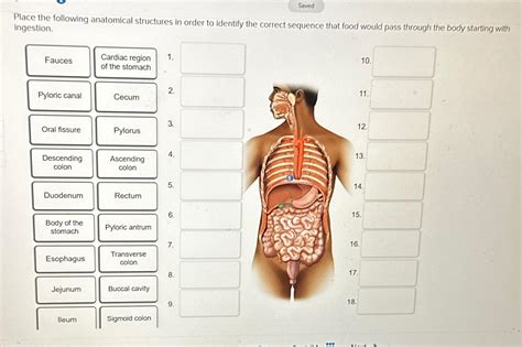 Solved Savedplace The Following Anatomical Structures In