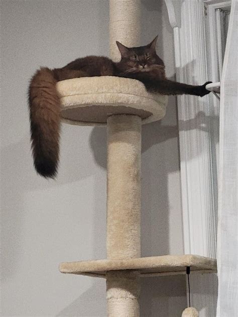 Utility And Productivity Science Finally Done On My Sek2 Save Here Are My Timed Milestones So