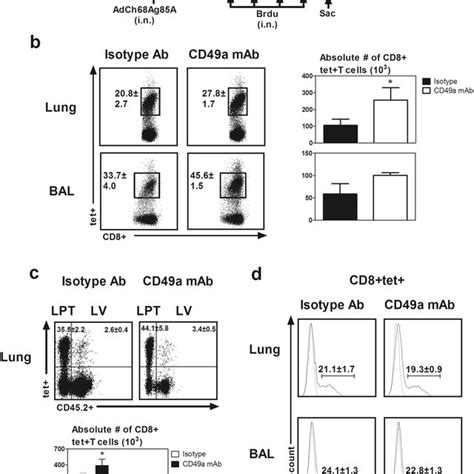 Role Of Vla 1 In Trafficking Of Replication Defective Viral Vector