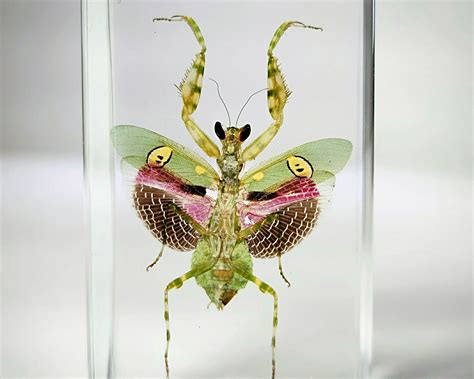 Discount Flower Mantis In Resin Creobroter Gemmatus Insects In Resin