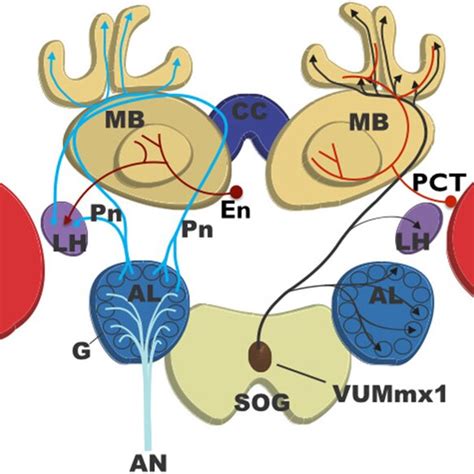 Model Of Information Processing In The Insect Olfactory Pathway