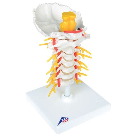 Anatomical Cervical Spinal Column Model
