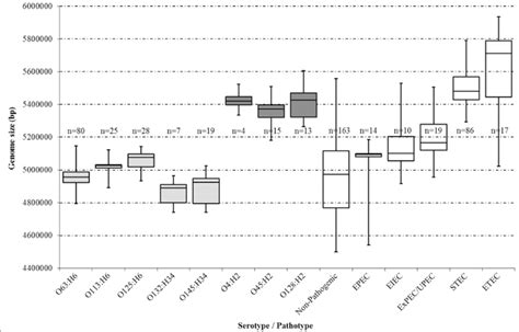 Genome Sizes Of The Most Prevalent Stx 2f Carrying E Coli Serotypes Download Scientific