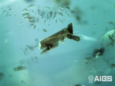 Inclusions In Emerald In Ruby Inclusions In Sapphire Inclusions In Emerald Inclusion In