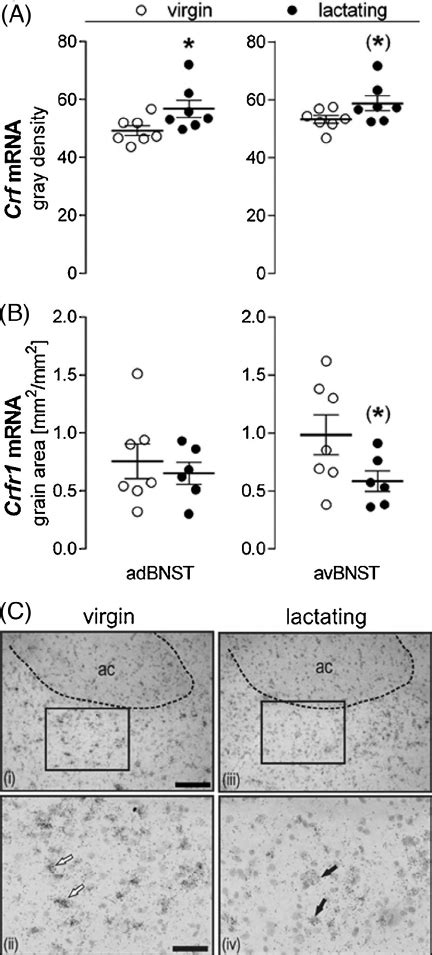 Crf And Crfr1 Mrna Expression In The Adbnst And Avbnst Of Virgin And