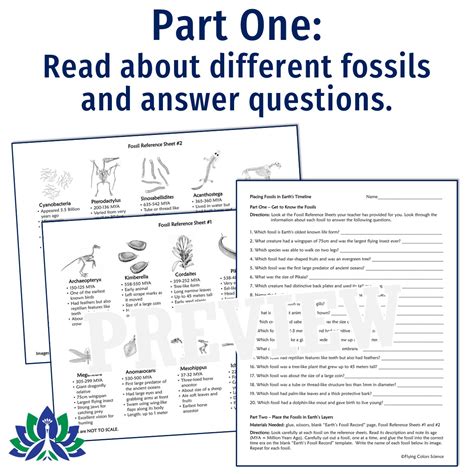 No Prep Fossils Activity Flying Colors Science