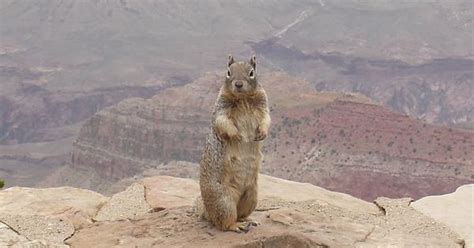 Squirrel Imgur Squirrel Imgur