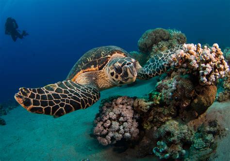 לא בטוח שהנכדים שלנו יזכו לחיות בעולם שיש בו צבי ים אתר החדשות דבר