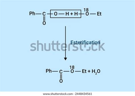 Esterification Process Combining Organic Acid Rcooh Stock Vector Royalty Free 2448434561