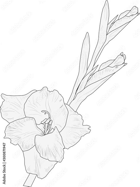 Gladiolus Flower Line Drawing Best Flower Site