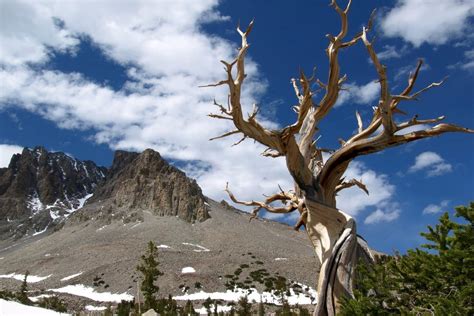 Secrets Of The Great Basin National Park Touristsecrets