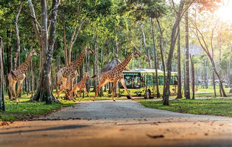 Vinpearl Safari Phu Quoc Review Dude Oi