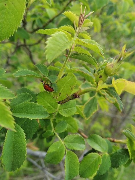 Ladybug Bug Leaves Free Photo On Pixabay Pixabay